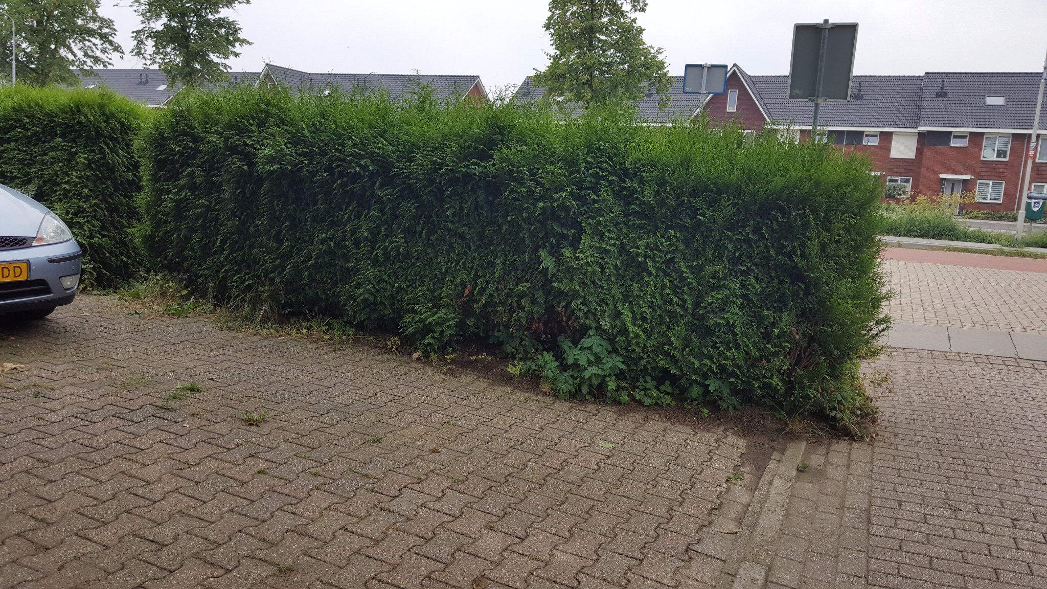 Coniferenhaag Wordt Bruin