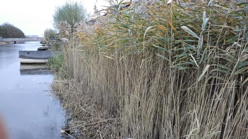 Riet en wortel van de riet langs waterkant definitief verwijderen ...