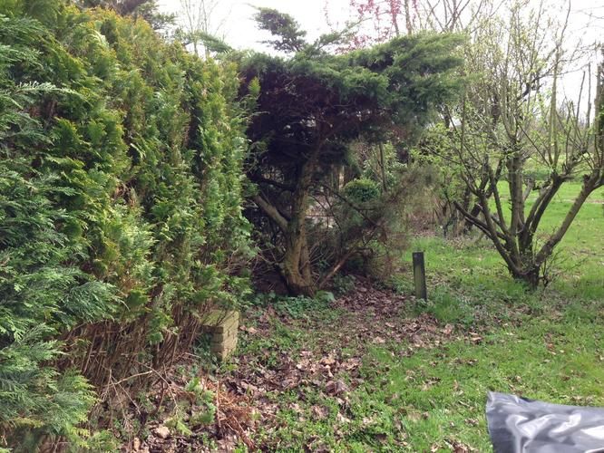 Coniferenhaag Wordt Bruin