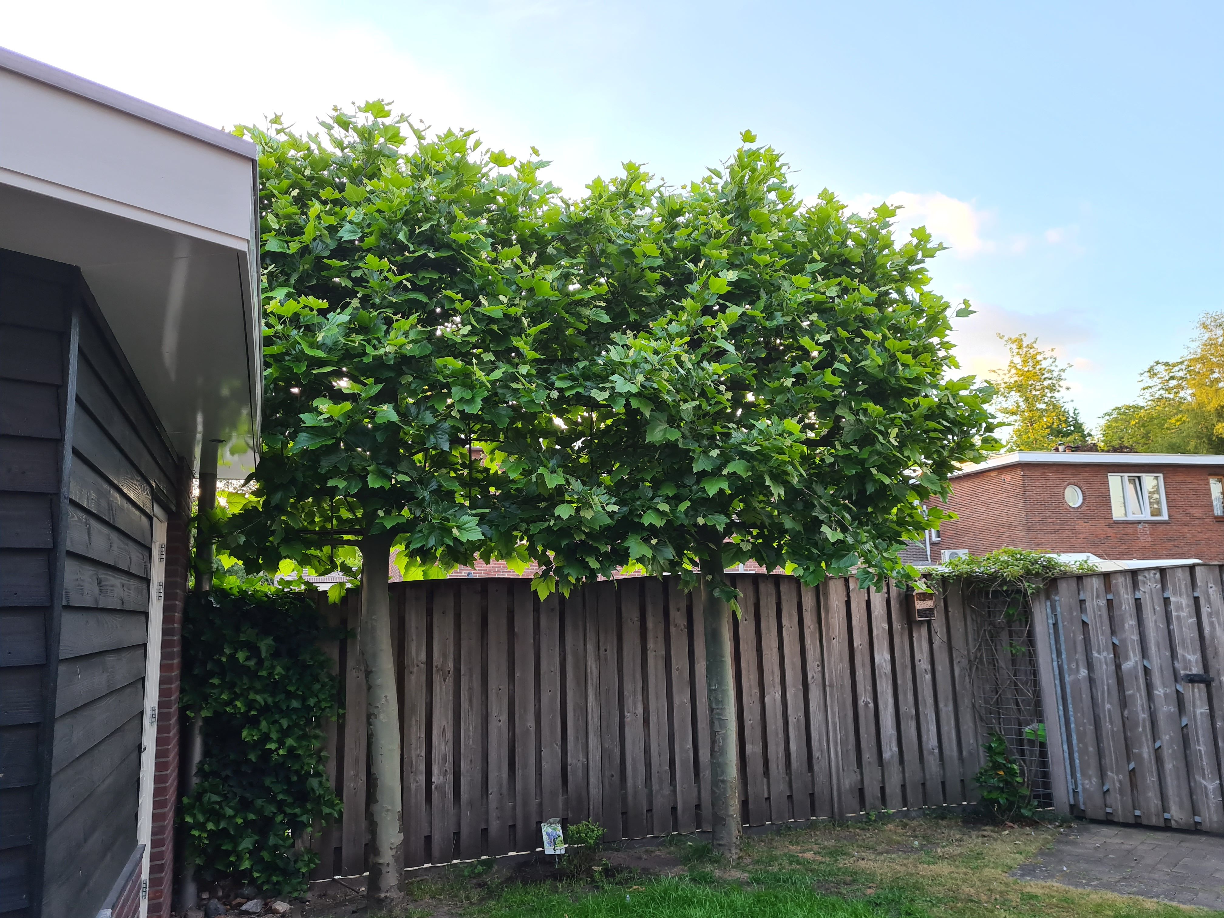 Tuin: Boom snoeien; 4 bomen - Werkspot