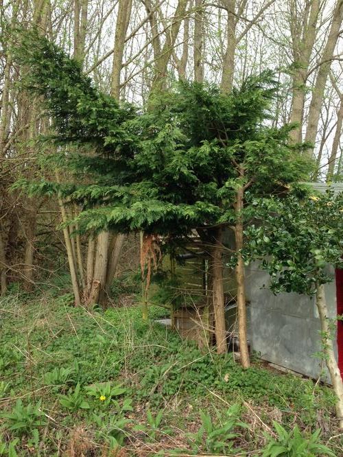 Coniferenhaag Wordt Bruin