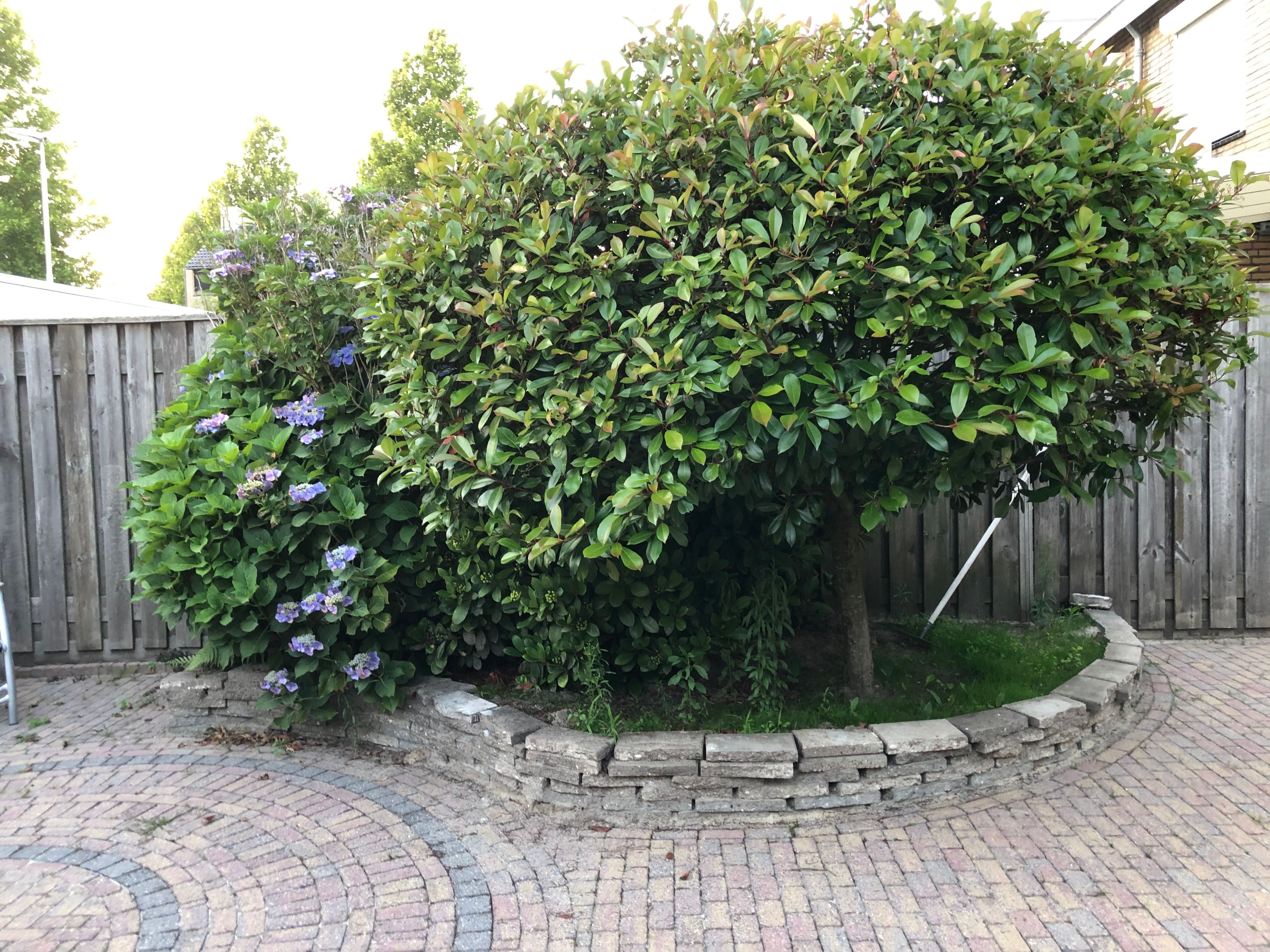 Soorten Bomen En Struiken Prachtlint