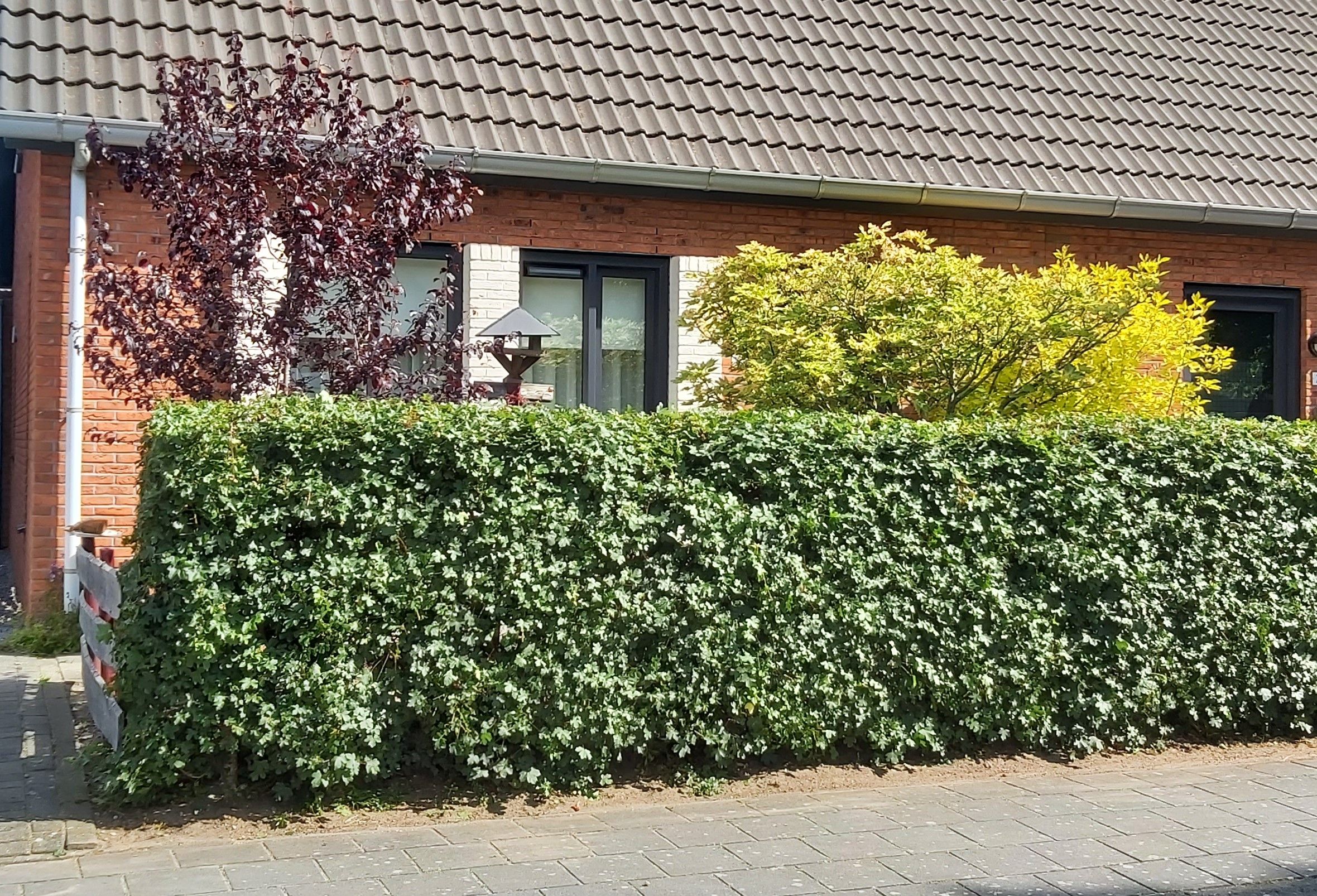 Struiken en heggen snoeien of verwijderen: 1; Heg snoeien - Werkspot