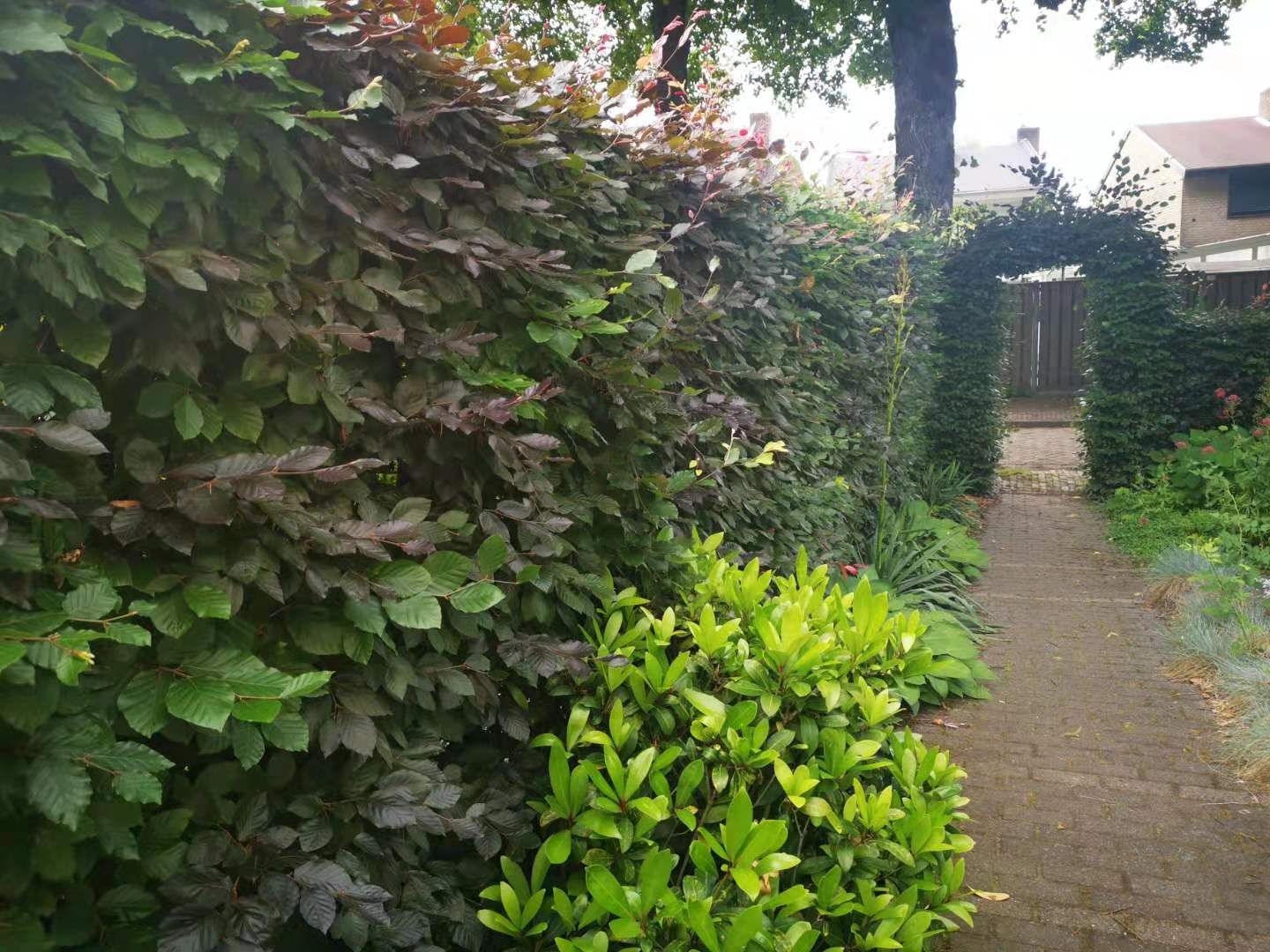 Struiken en heggen snoeien of verwijderen: 5; Heg snoeien, Struiken ...