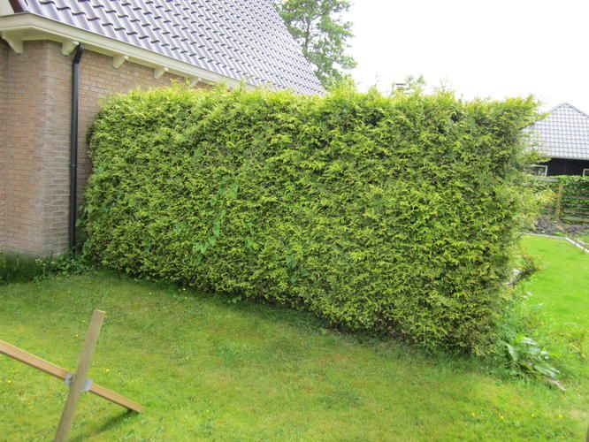 Coniferenhaag Wordt Bruin